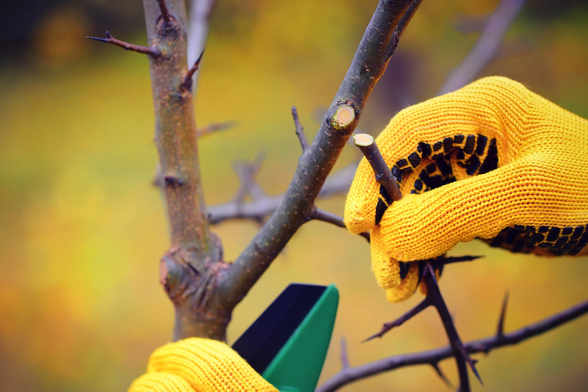 Best Practices for Pruning Trees – A Spring Guide • Thomas Greenhouse ...